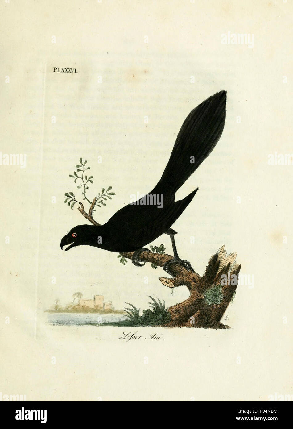 . A general history of birds / Winchester [England] :Printed by Jacob ...