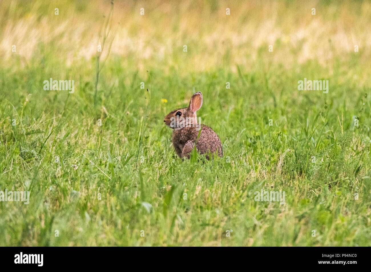 Wild rabbit in the field Stock Photo - Alamy