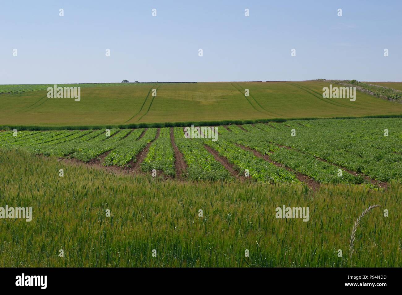 Field tram lines hi-res stock photography and images - Alamy