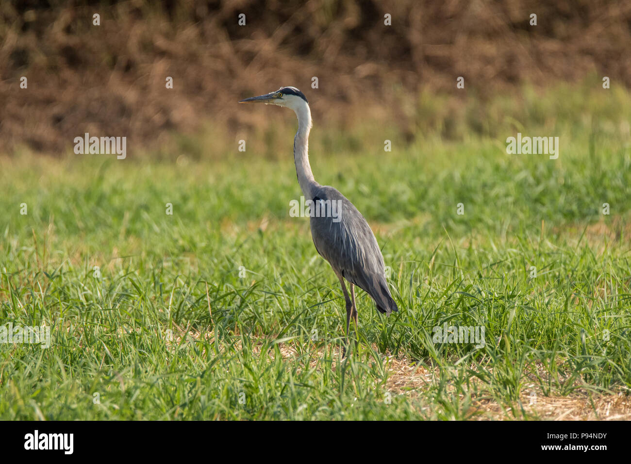 Heron in the field - Fabulous Outdoors Stock Photo - Alamy