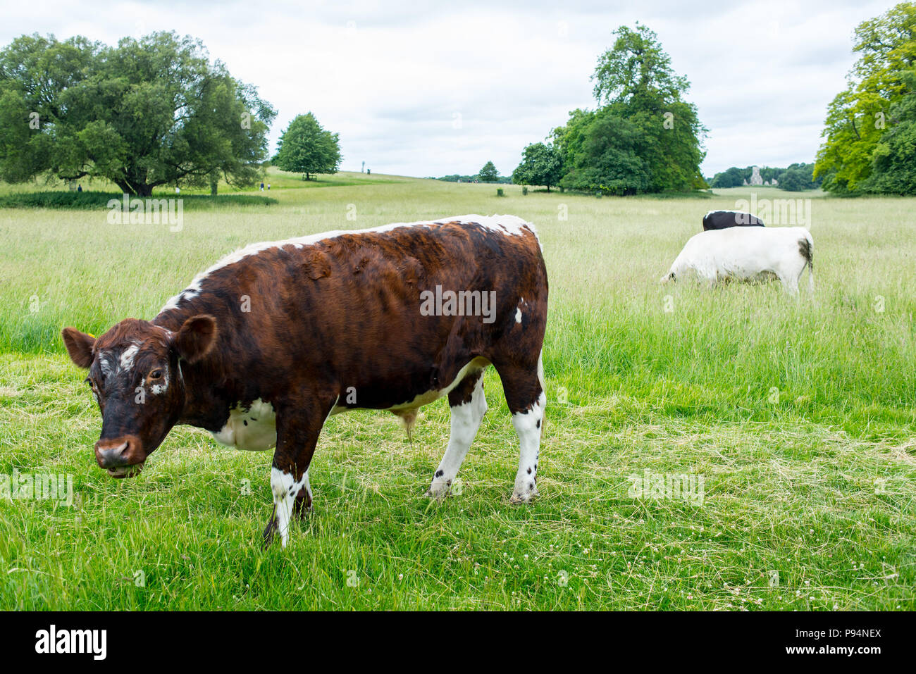 Big cow bull free range eating grass in an open grass green field ...