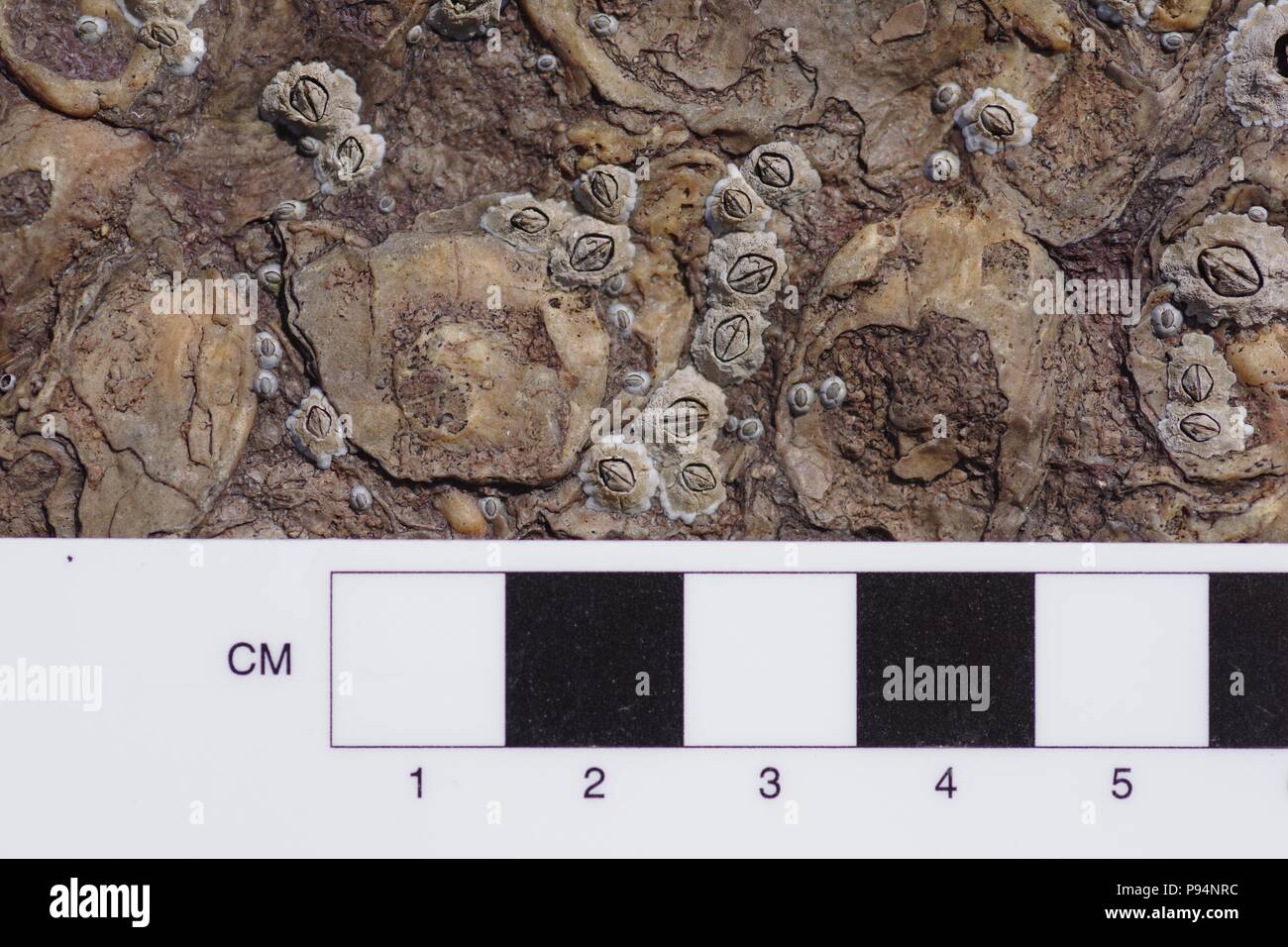 Bioclastic limestone hi-res stock photography and images - Alamy