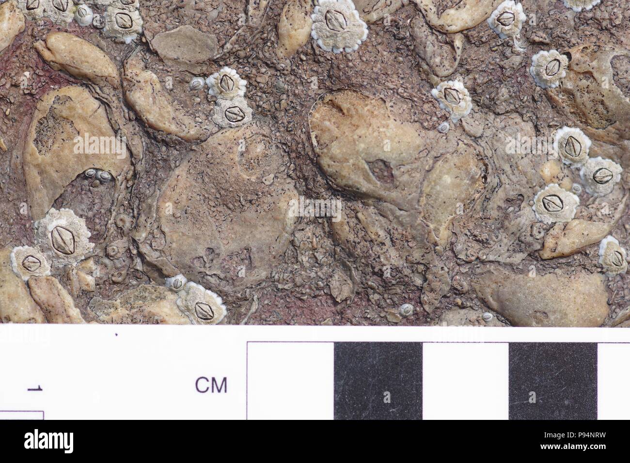 Bioclastic limestone hi-res stock photography and images - Alamy