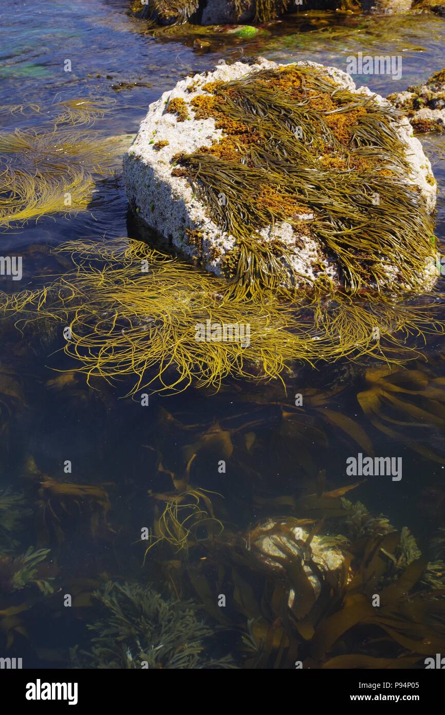 Thong Weed, Brown Seaweed (Himanthalia elongata) in the Lower Shore ...