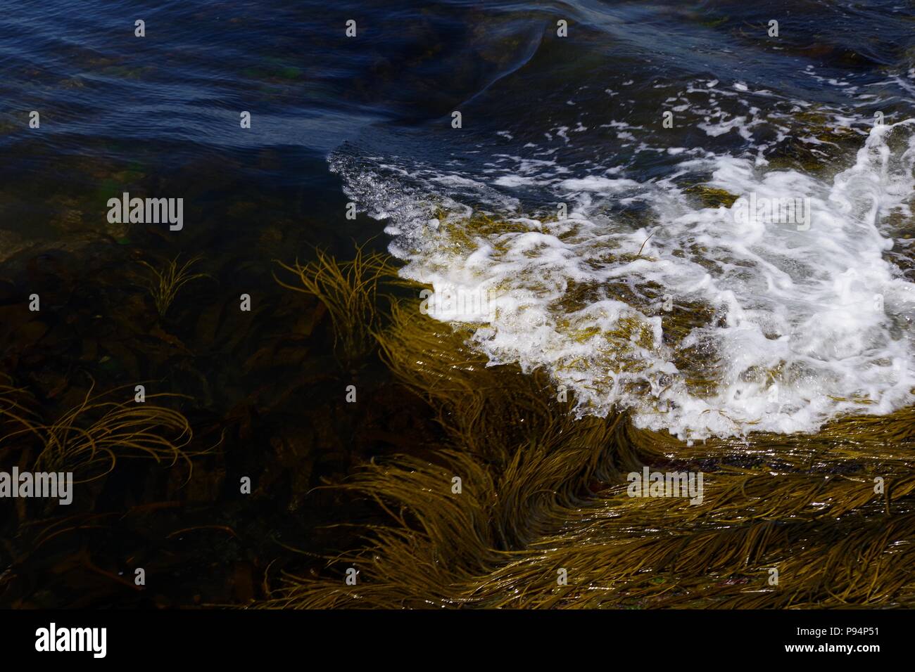 Bootlace weed hi-res stock photography and images - Alamy