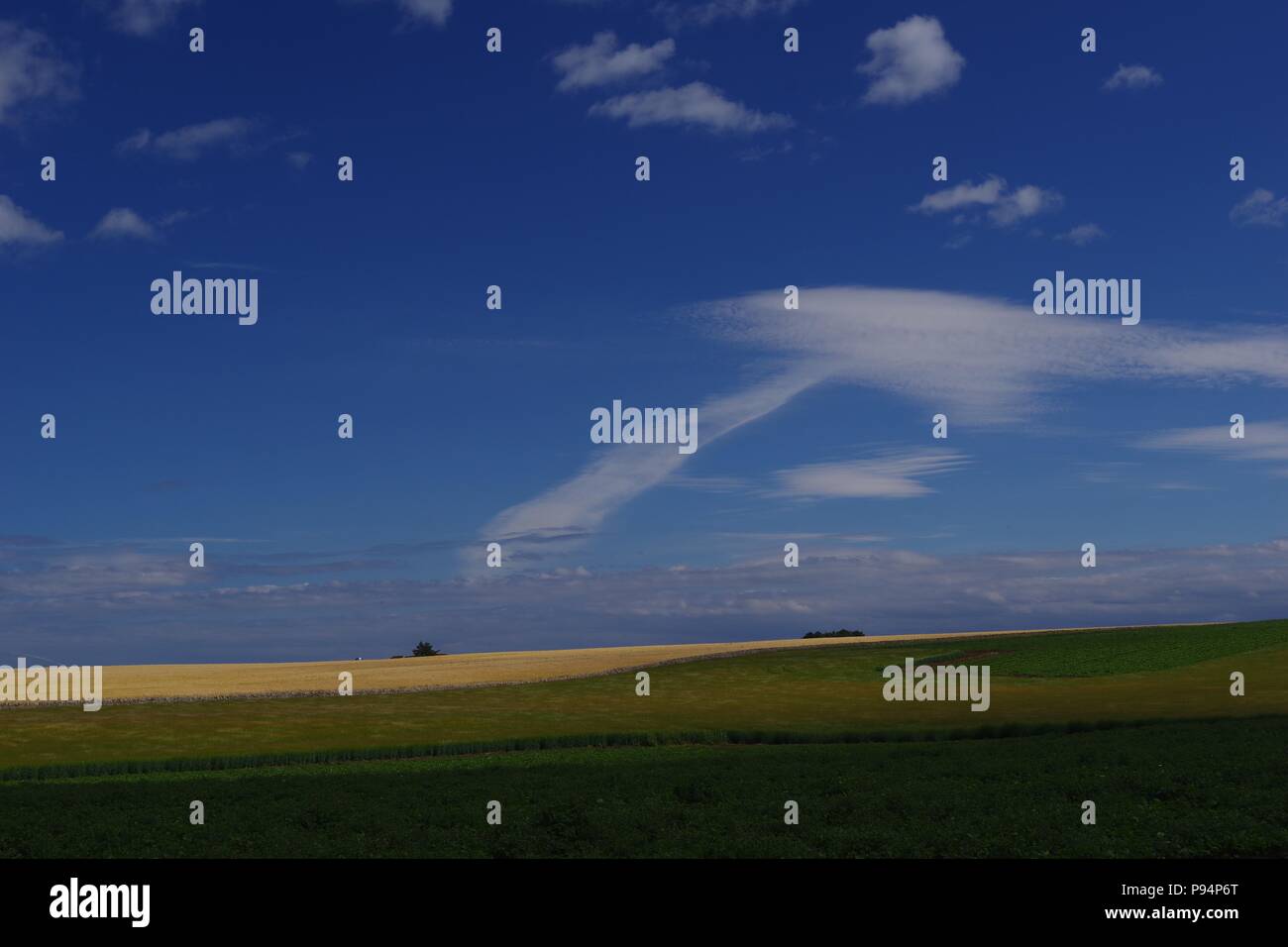 Vibrant Green Fields on a Sunny Summers Day. Boarhill's Farm, Fife ...