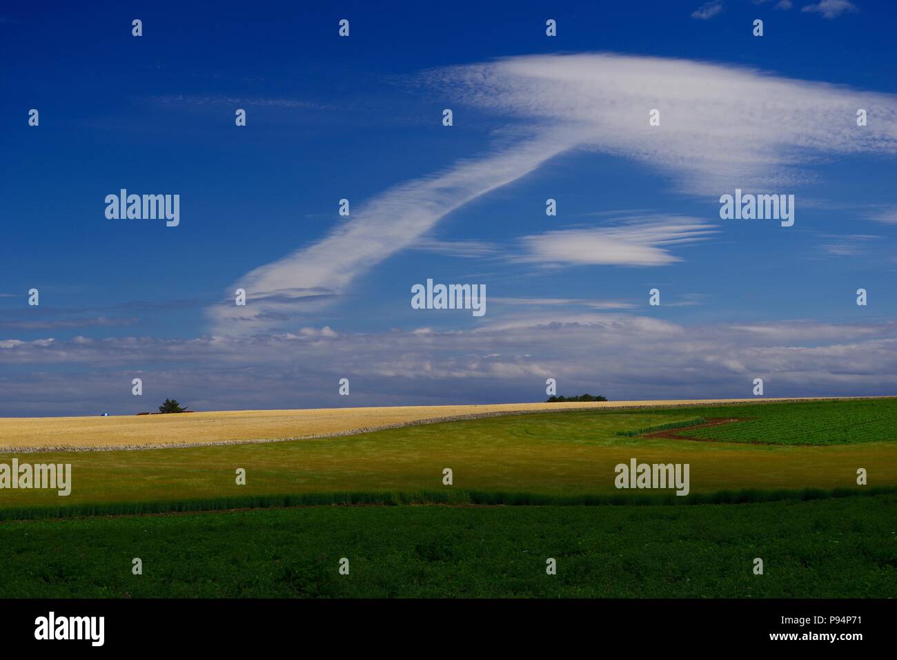 Vibrant Green Fields on a Sunny Summers Day. Boarhill's Farm, Fife ...