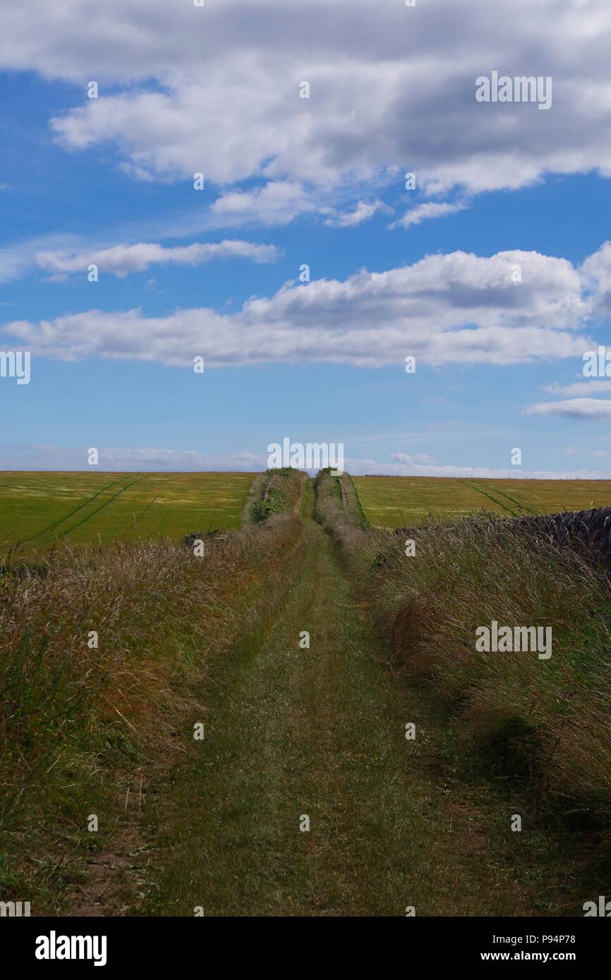 Vibrant Green Fields on a Sunny Summers Day. Boarhill's Farm, Fife ...