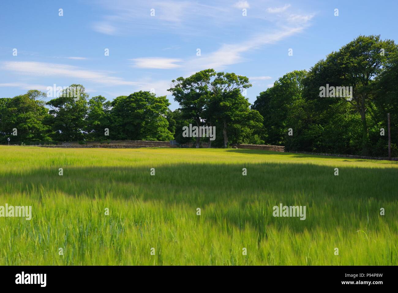 Vibrant Green Fields on a Sunny Summers Day. Boarhill's Farm, Fife ...