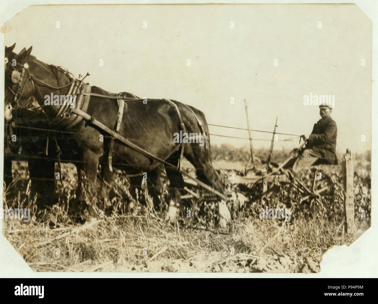 Pulling beet hi-res stock photography and images - Alamy