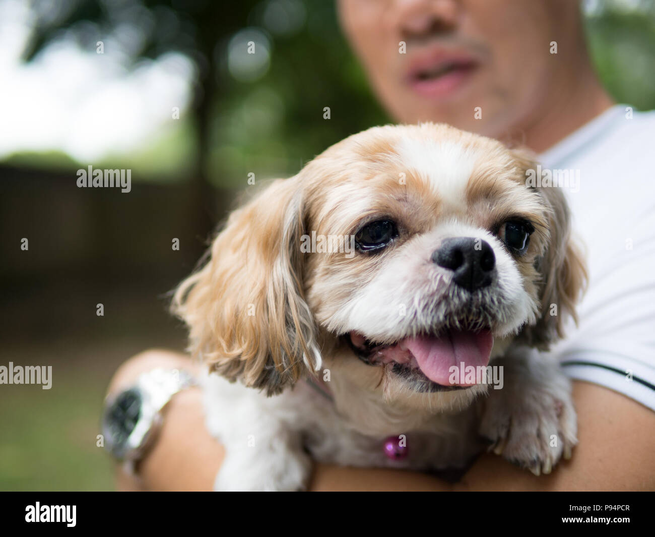 Portrait of a cute Shih Tzu dog Stock Photo - Alamy