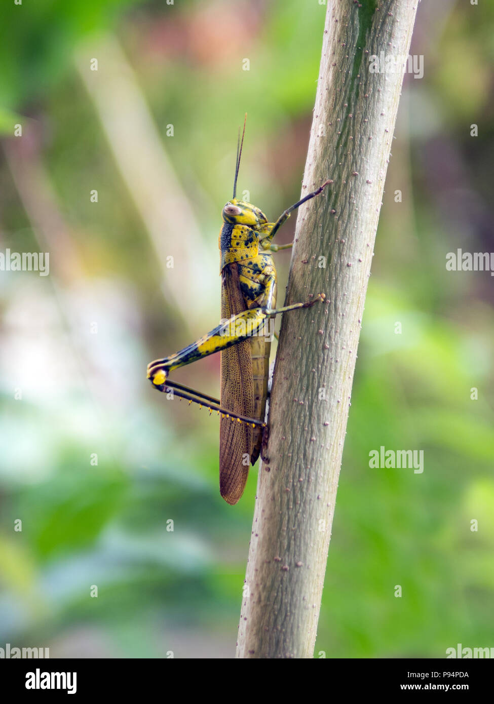 Grasshopper standing on wooden Stock Photo - Alamy