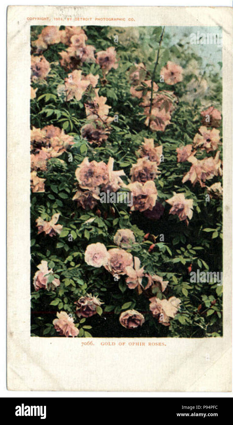 Ophir gold hi-res stock photography and images - Alamy