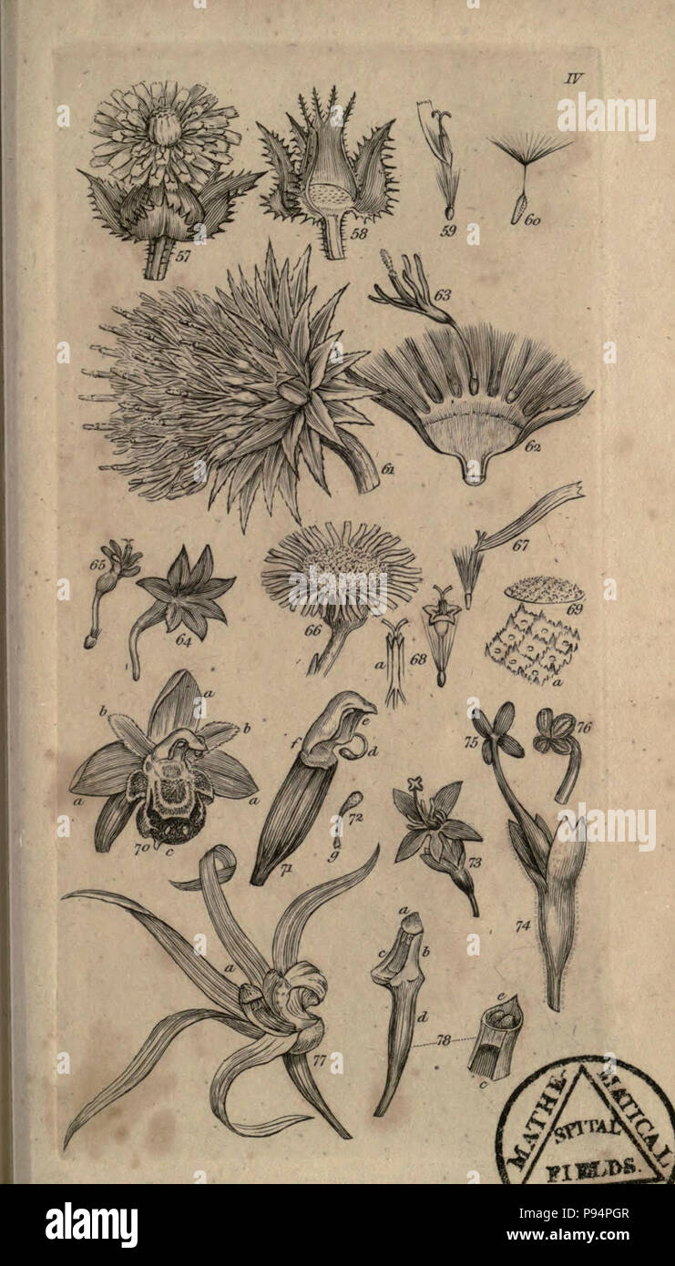 . A grammar of botany, London,Longman,1821 Stock Photo - Alamy