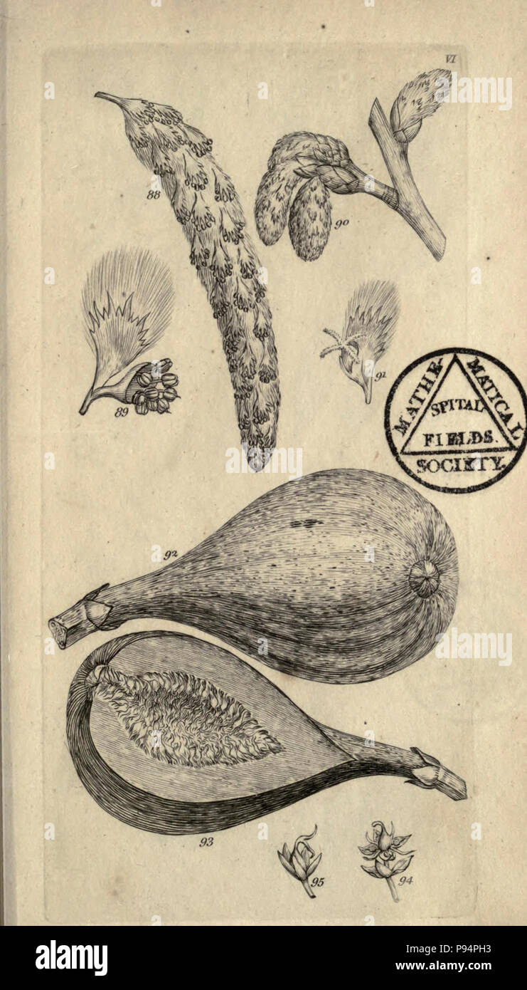 . A grammar of botany, London,Longman,1821 Stock Photo - Alamy