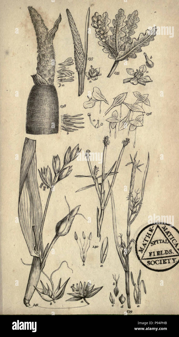 A grammar of botany (Plate X Stock Photo - Alamy