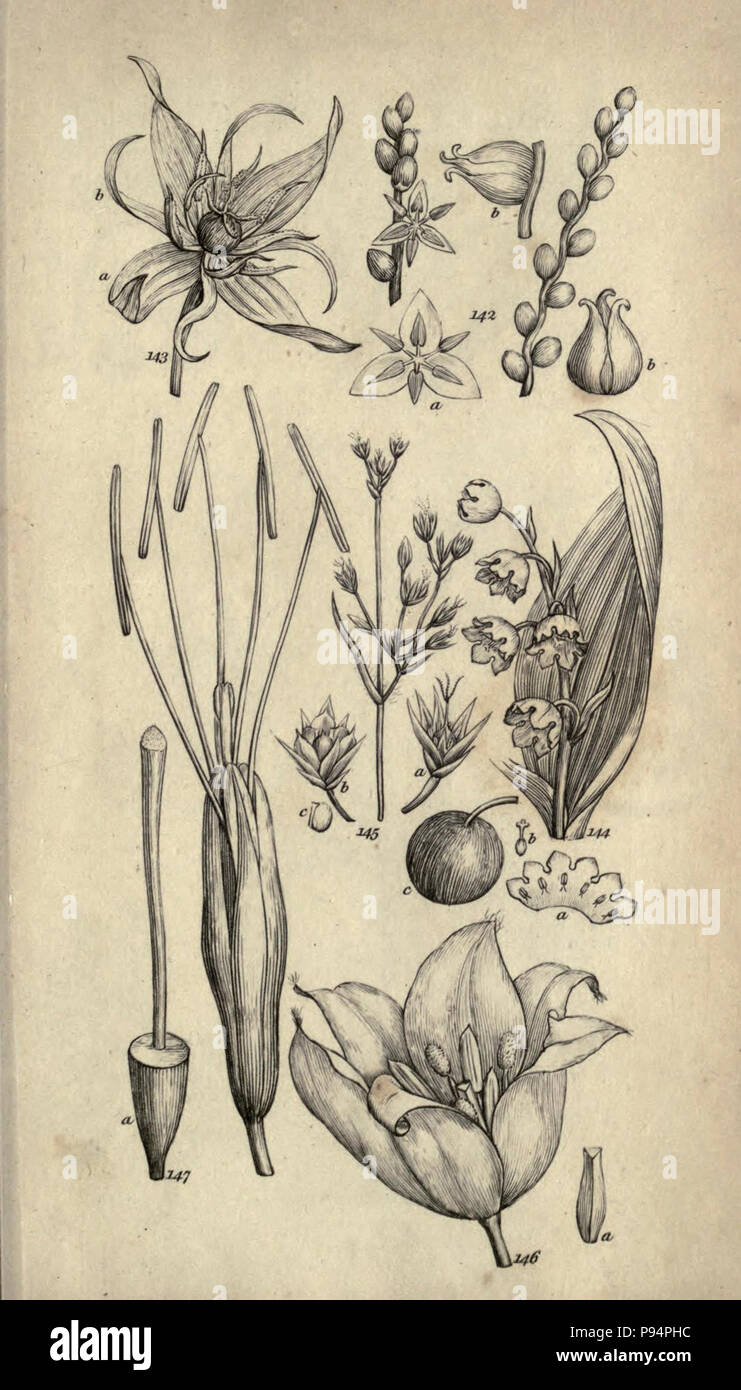 Botany history historical archive archival hi-res stock photography and ...