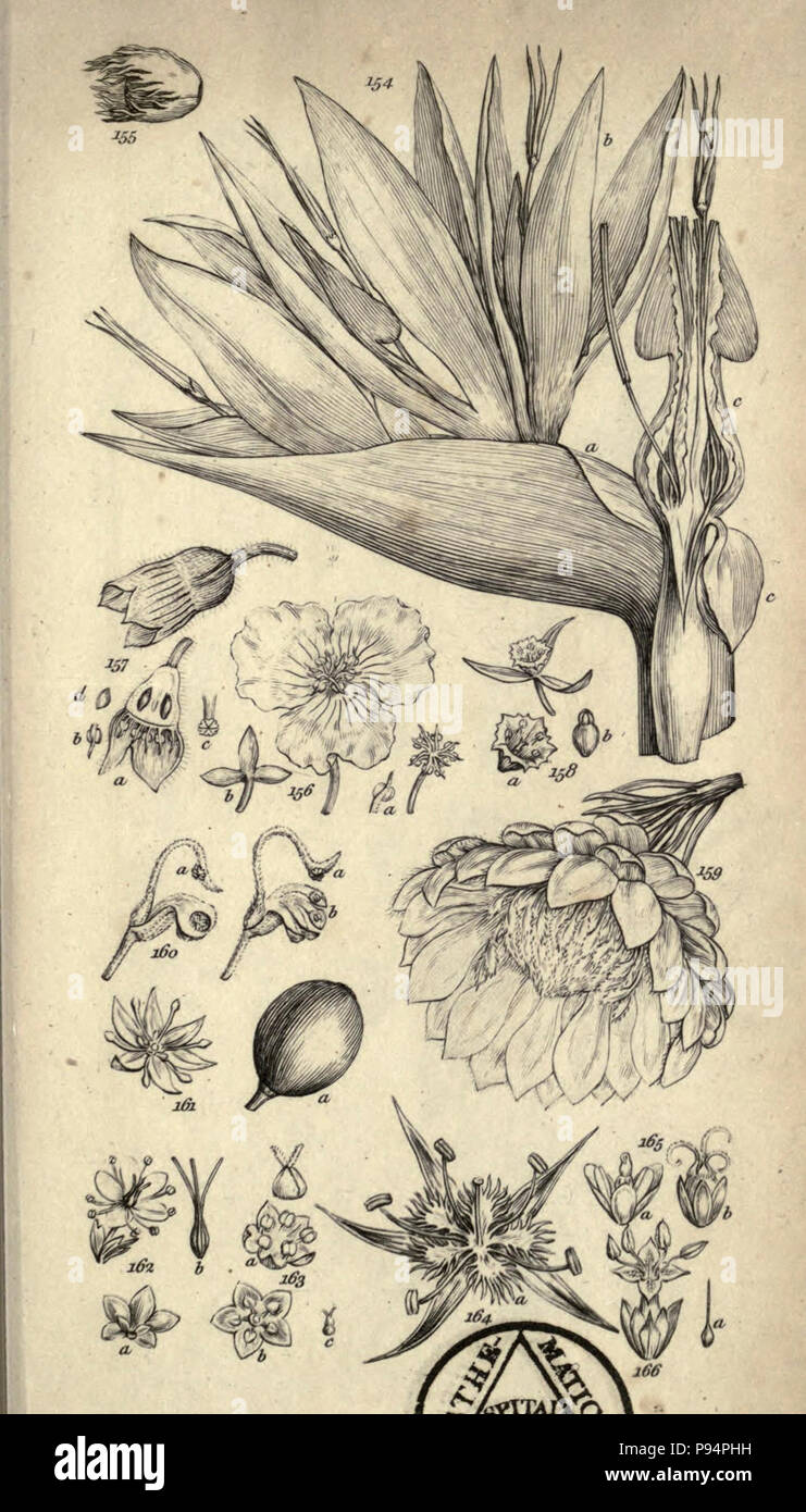 Botany history historical archive archival hi-res stock photography and ...