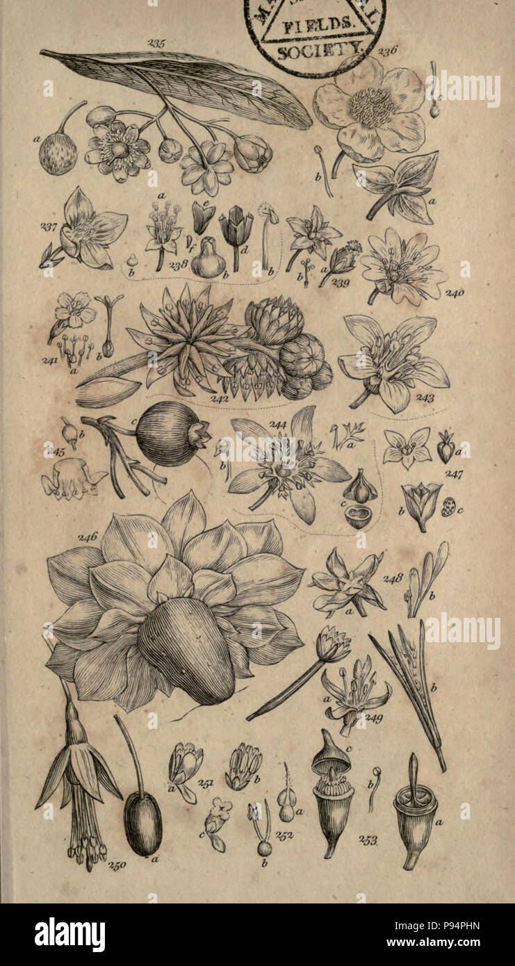 Botany history historical archive archival hi-res stock photography and ...
