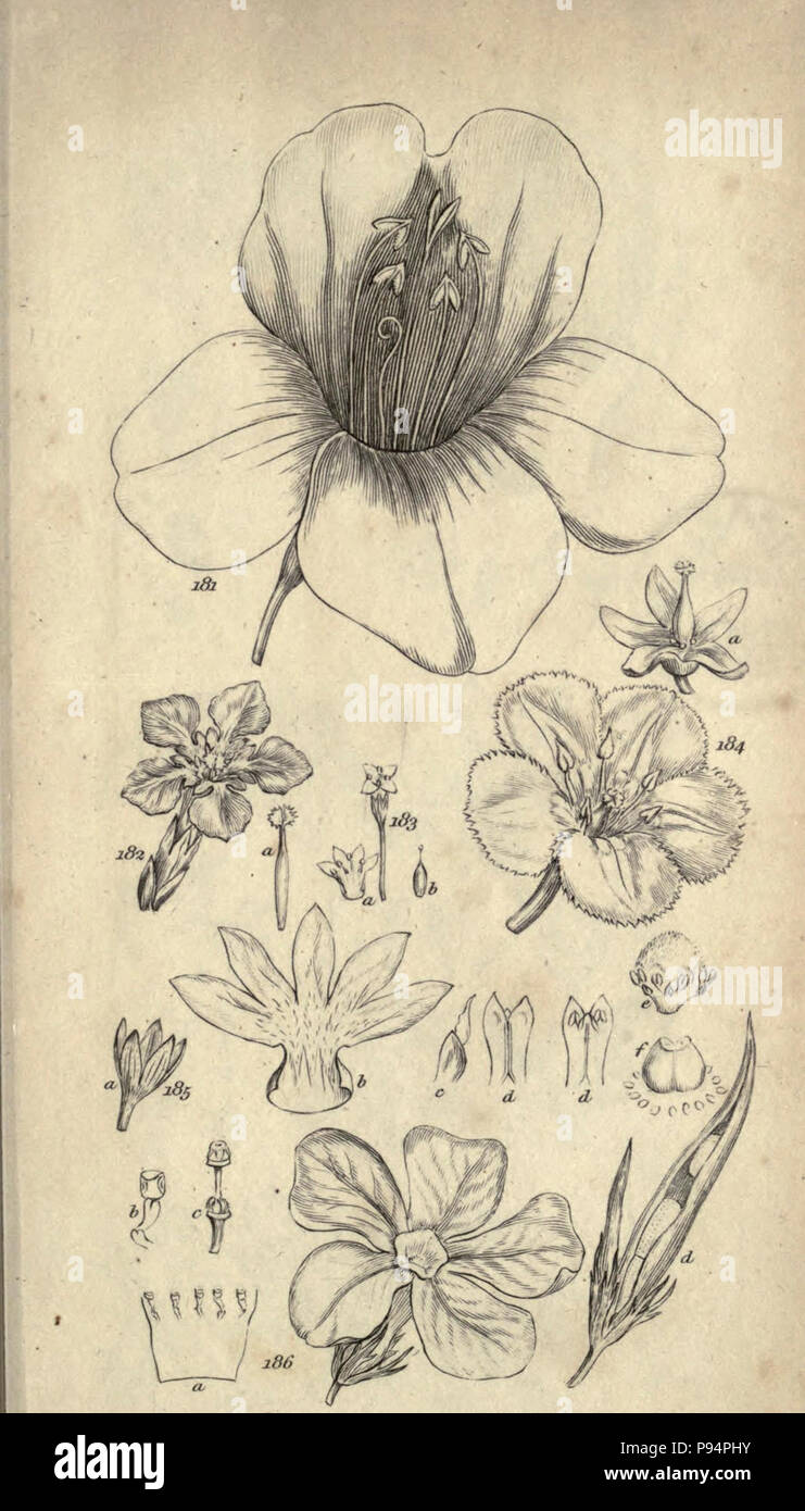 Botany history historical archive archival hi-res stock photography and ...