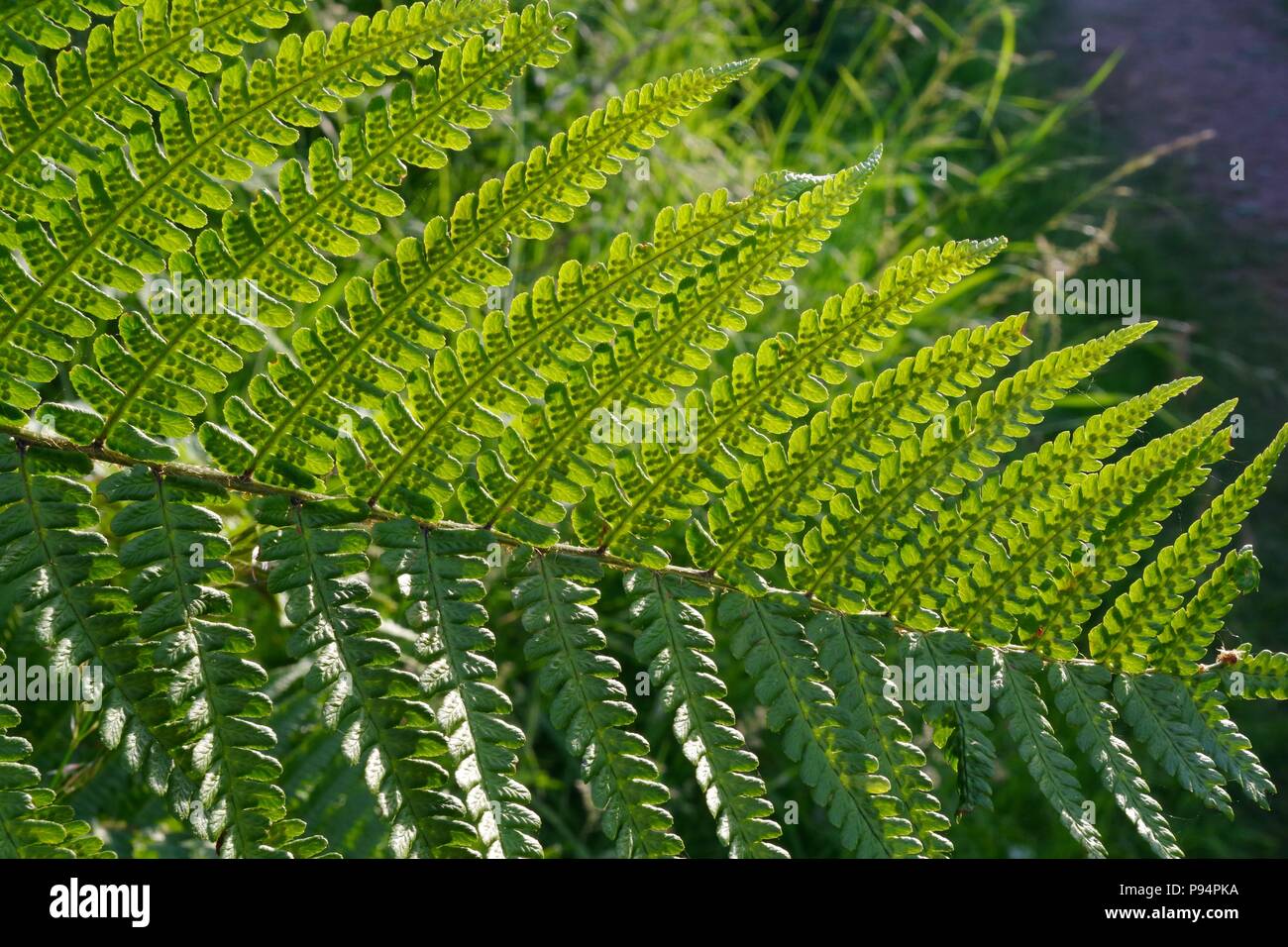 Bracken Leaf, Half Backlit. Growing atop Castle Law. Abernethy, Perth ...