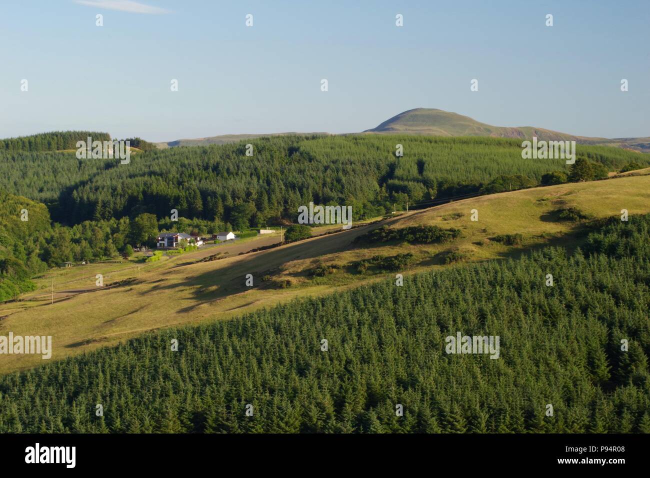 Scottish Hill beyond Conifer Plantation in Golden Evening Light ...