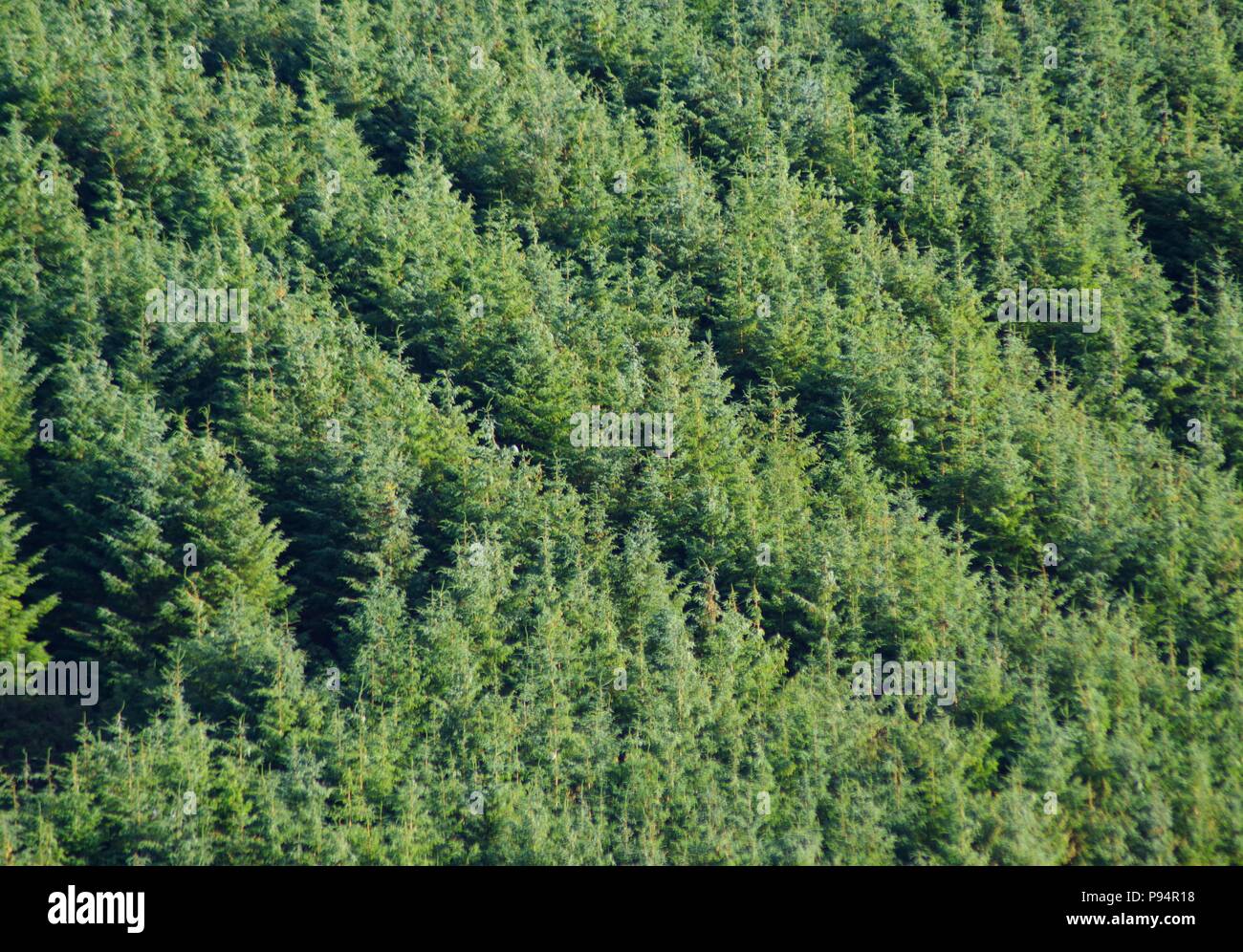 Conifer forestry plantation wooded hi-res stock photography and images ...