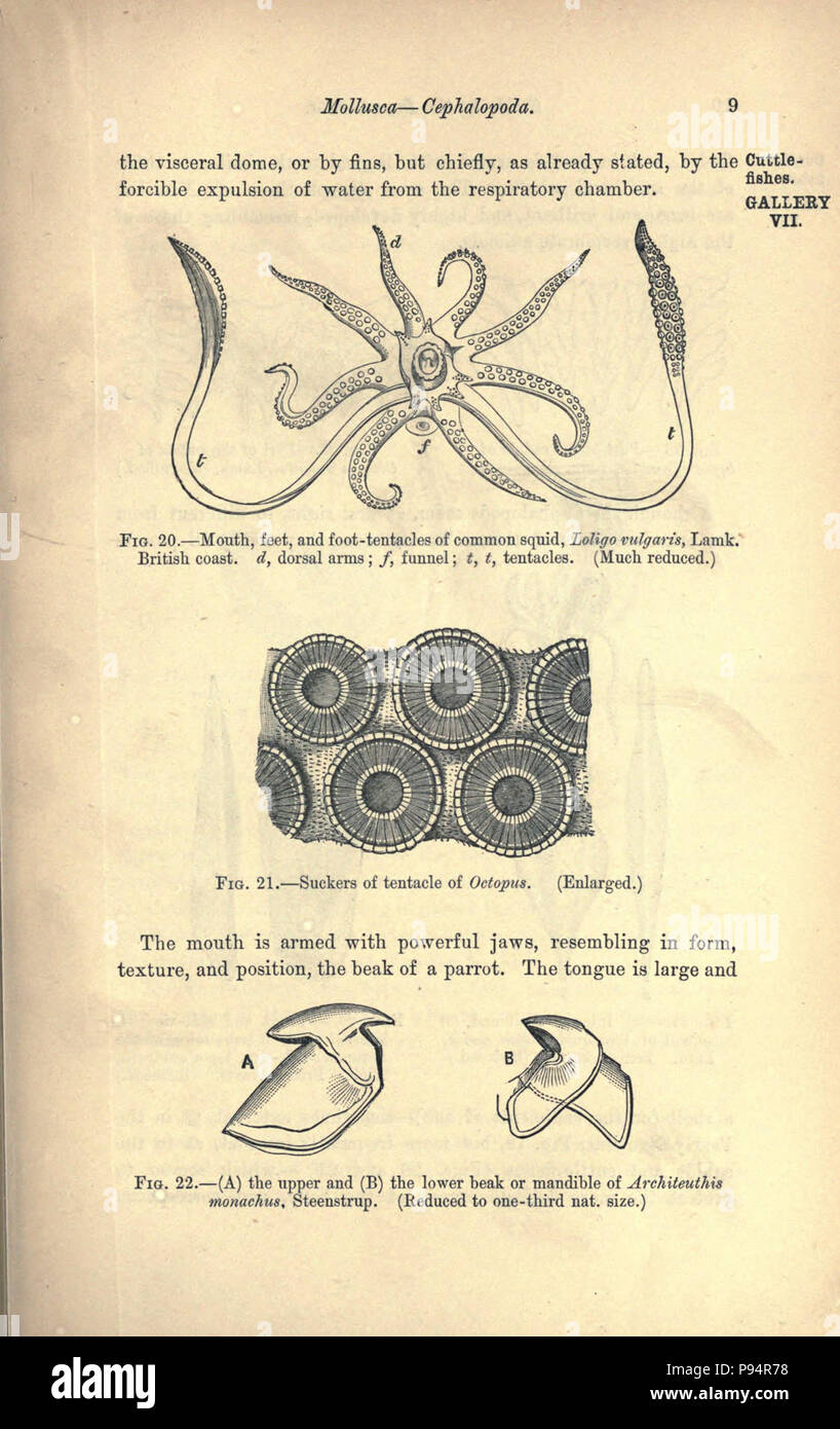 A guide to the fossil invertebrates and plants in the Department of ...