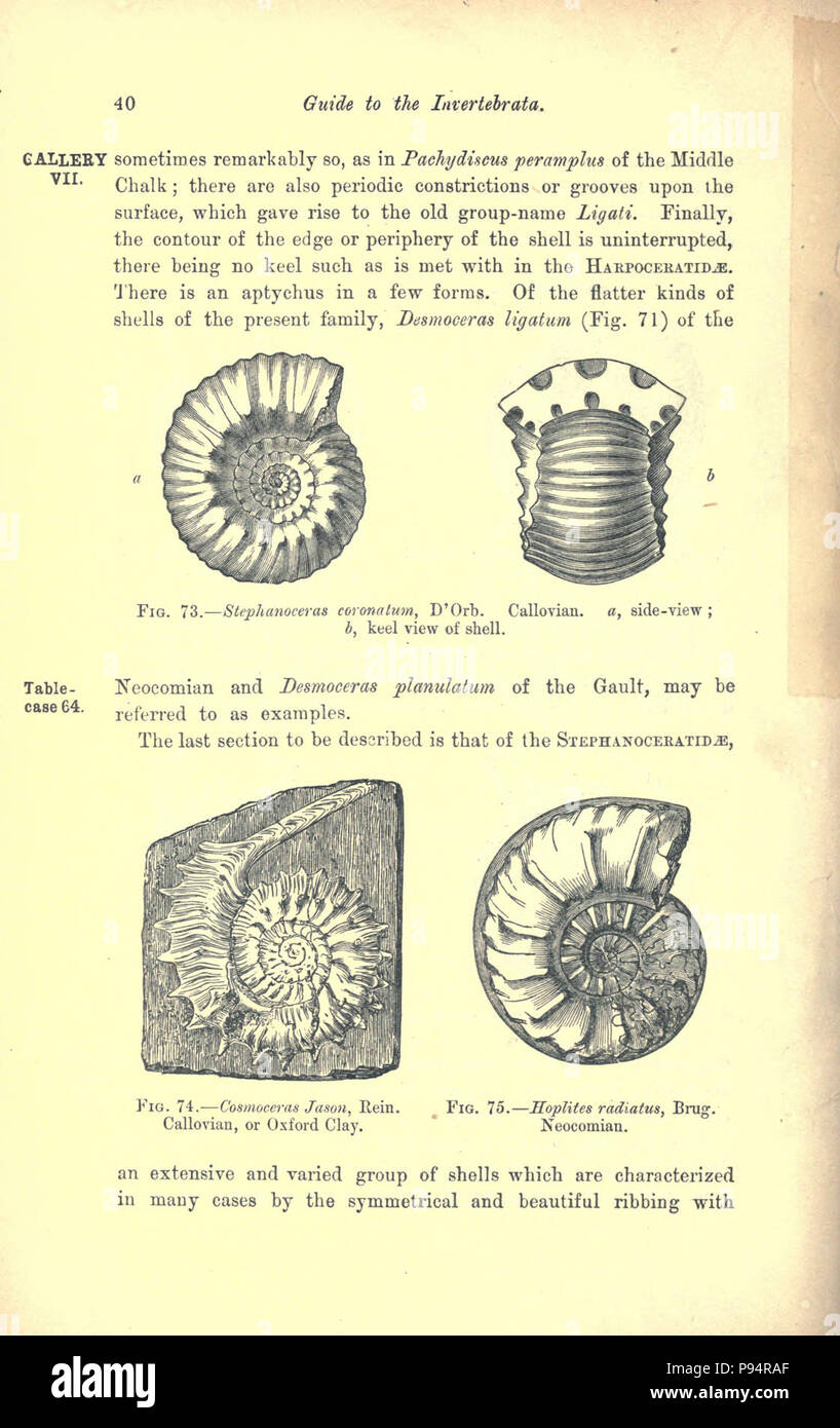 A guide to the fossil invertebrates and plants in the Department of ...
