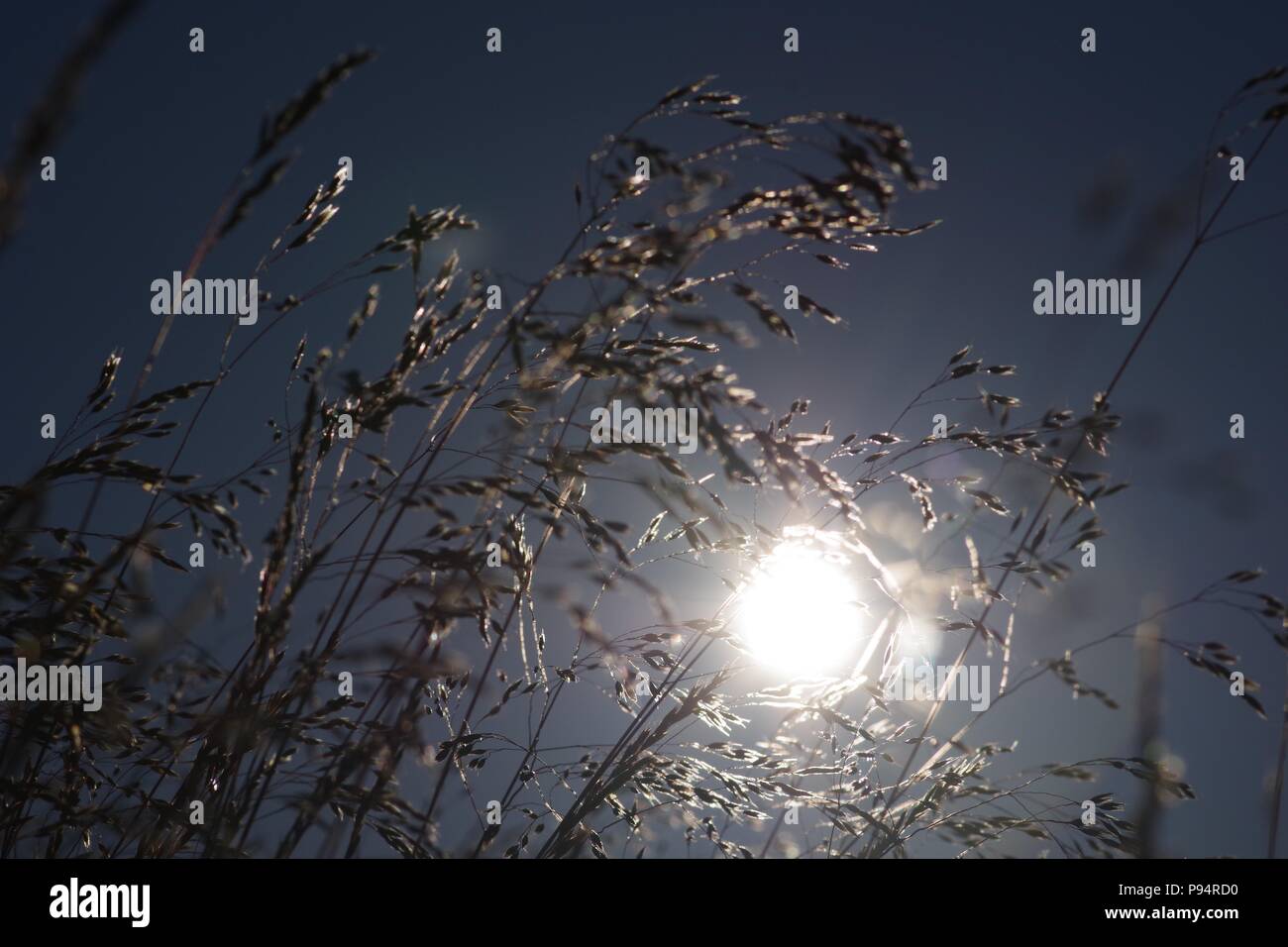 Wild Windblown Grass in a Summer Meadow framing the Sun. Castle Law ...