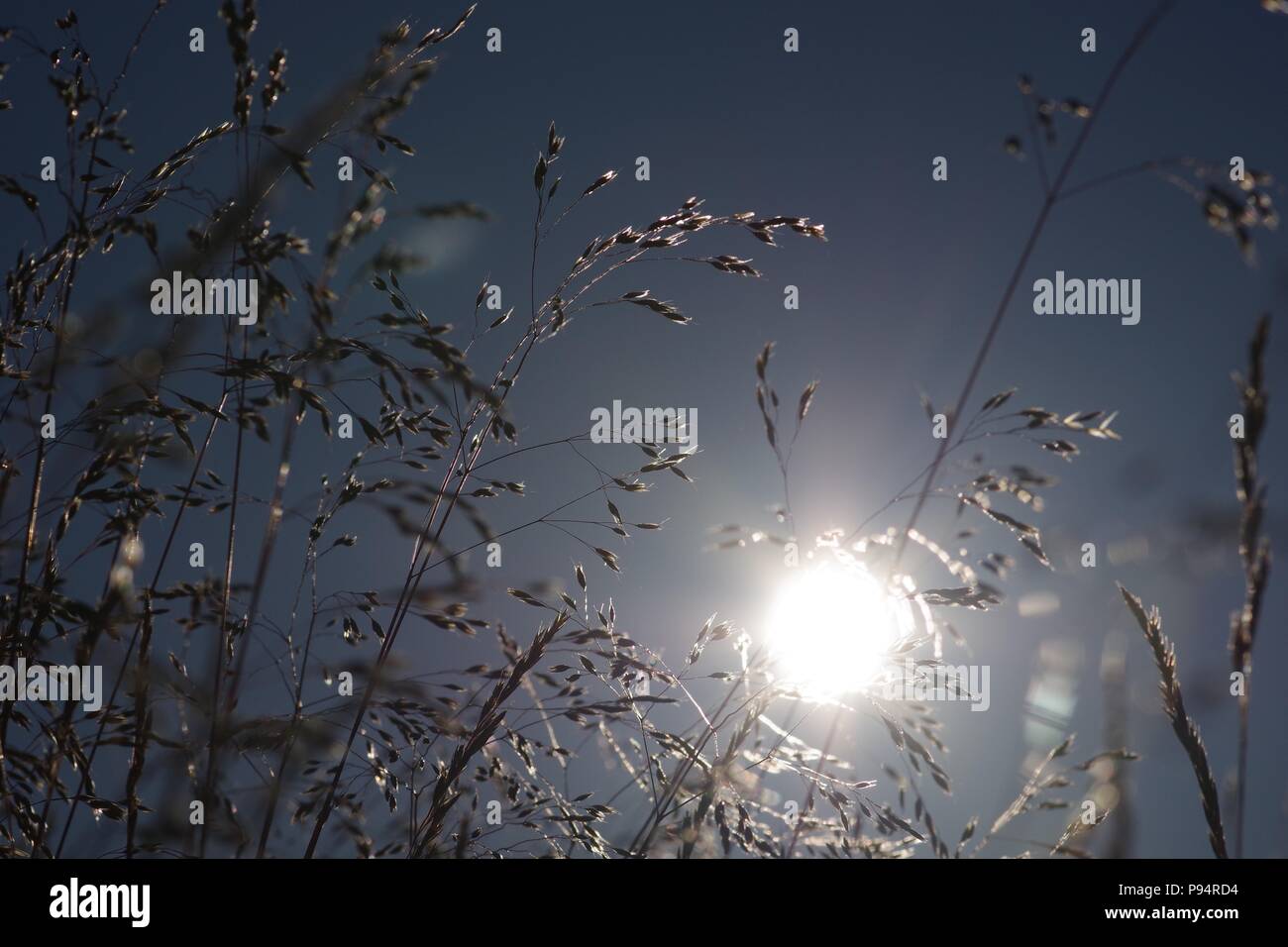 Wild Windblown Grass in a Summer Meadow framing the Sun. Castle Law ...