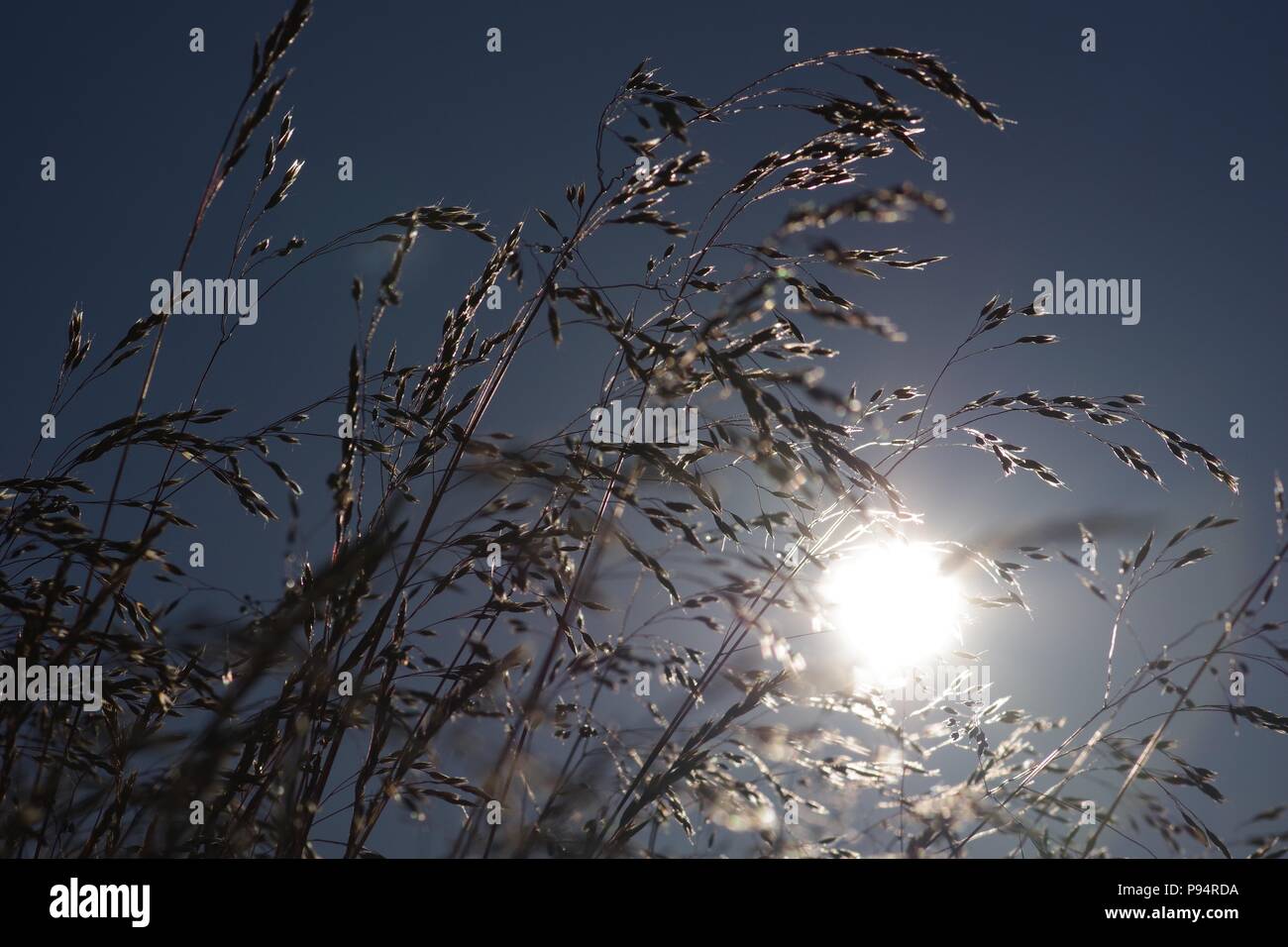 Wild Windblown Grass in a Summer Meadow framing the Sun. Castle Law ...