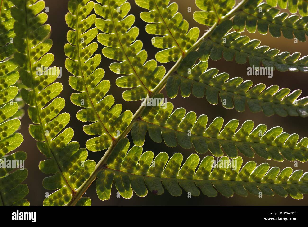 Bracken Leaf with Spores, Sporophyll Leaf. Castle Law, Abernethy, Perth ...