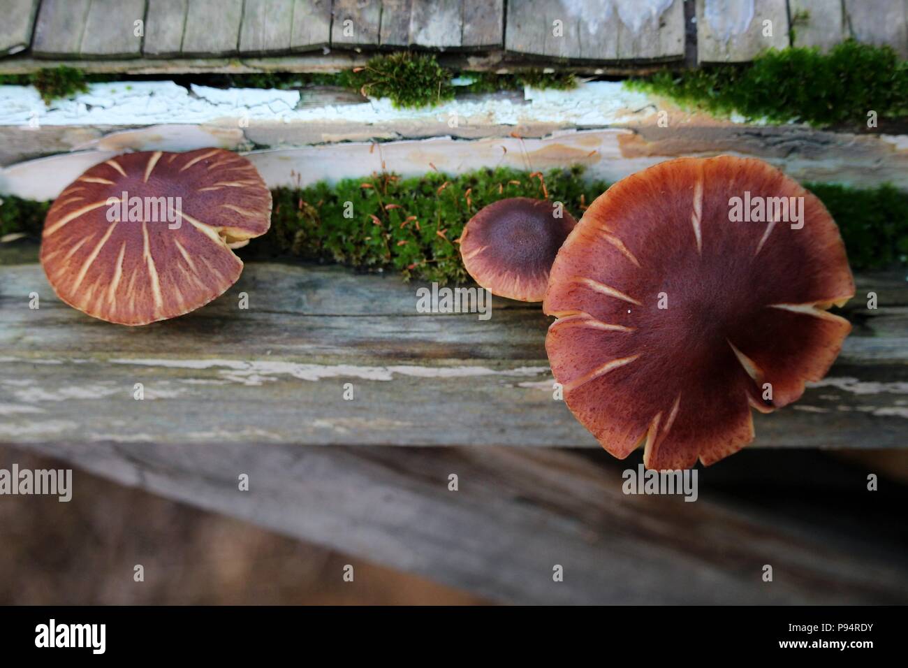 Australian Fungi Stock Photos & Australian Fungi Stock Images - Alamy