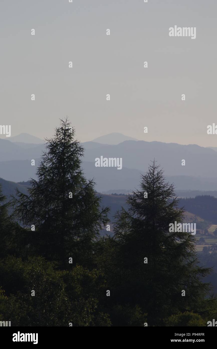 Abernethy forest canopy perth hi-res stock photography and images - Alamy