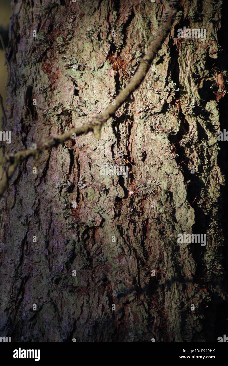 Abernethy forest canopy perth hi-res stock photography and images - Alamy