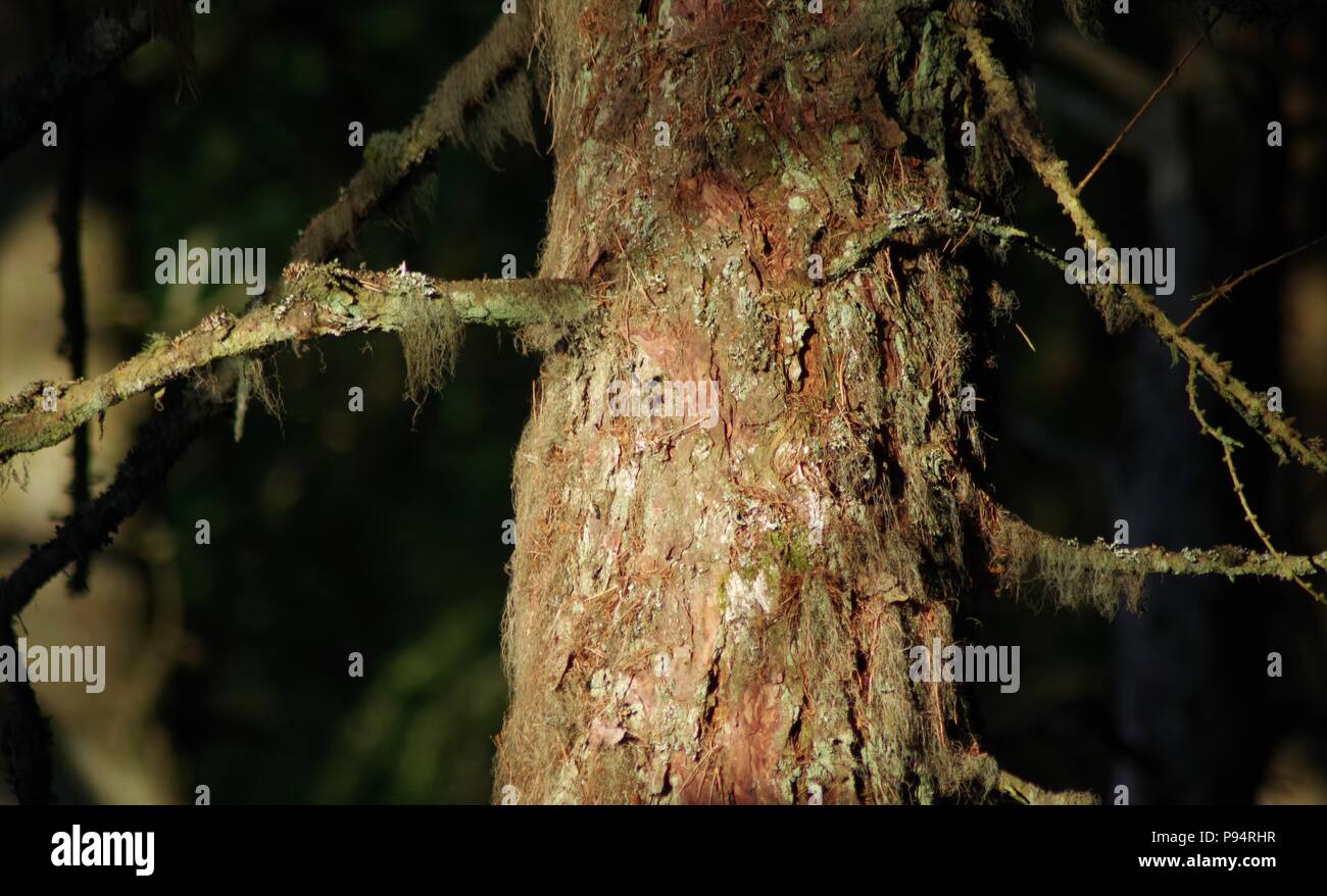 Abernethy forest canopy perth hi-res stock photography and images - Alamy