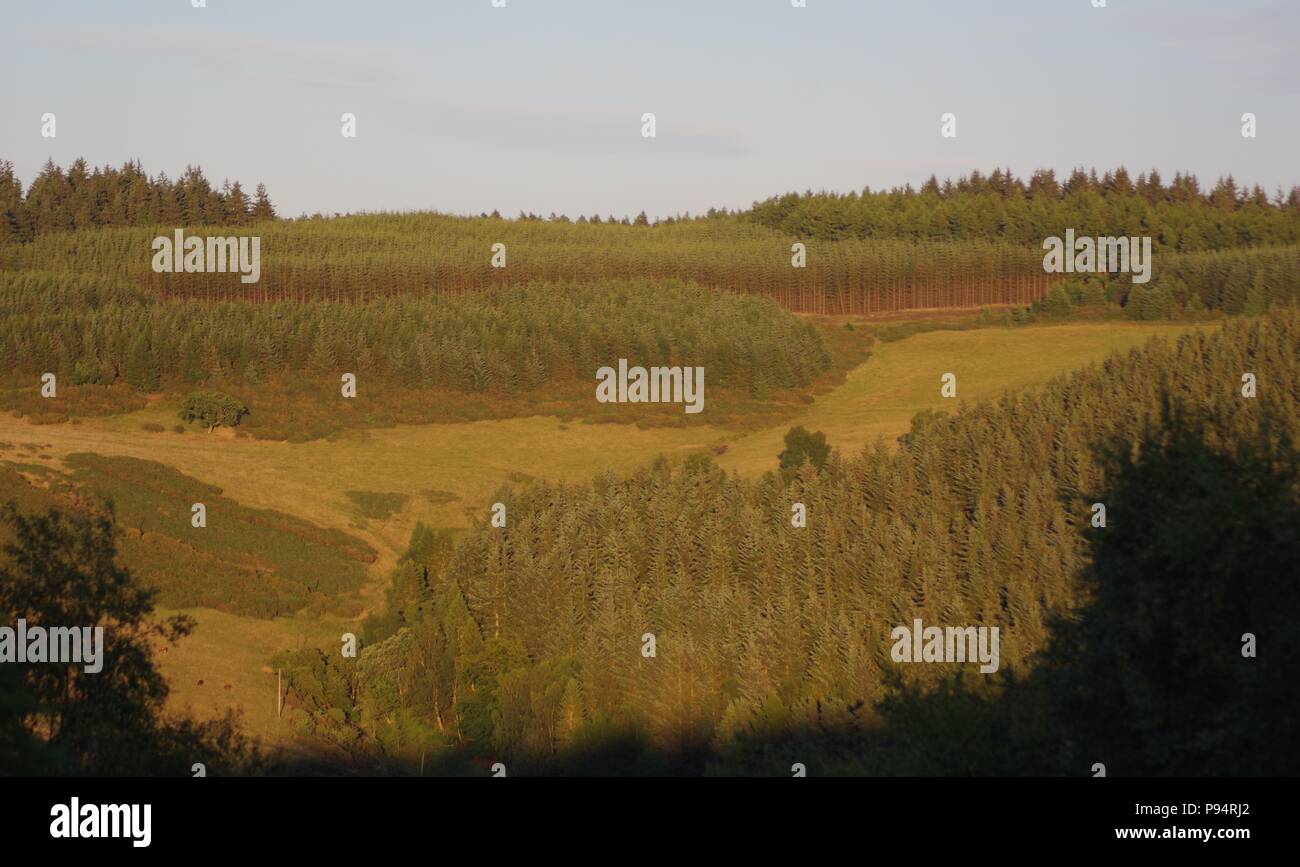 Conifer Forestry Plantation. Wooded Farmland. Abernethy, Perth ...