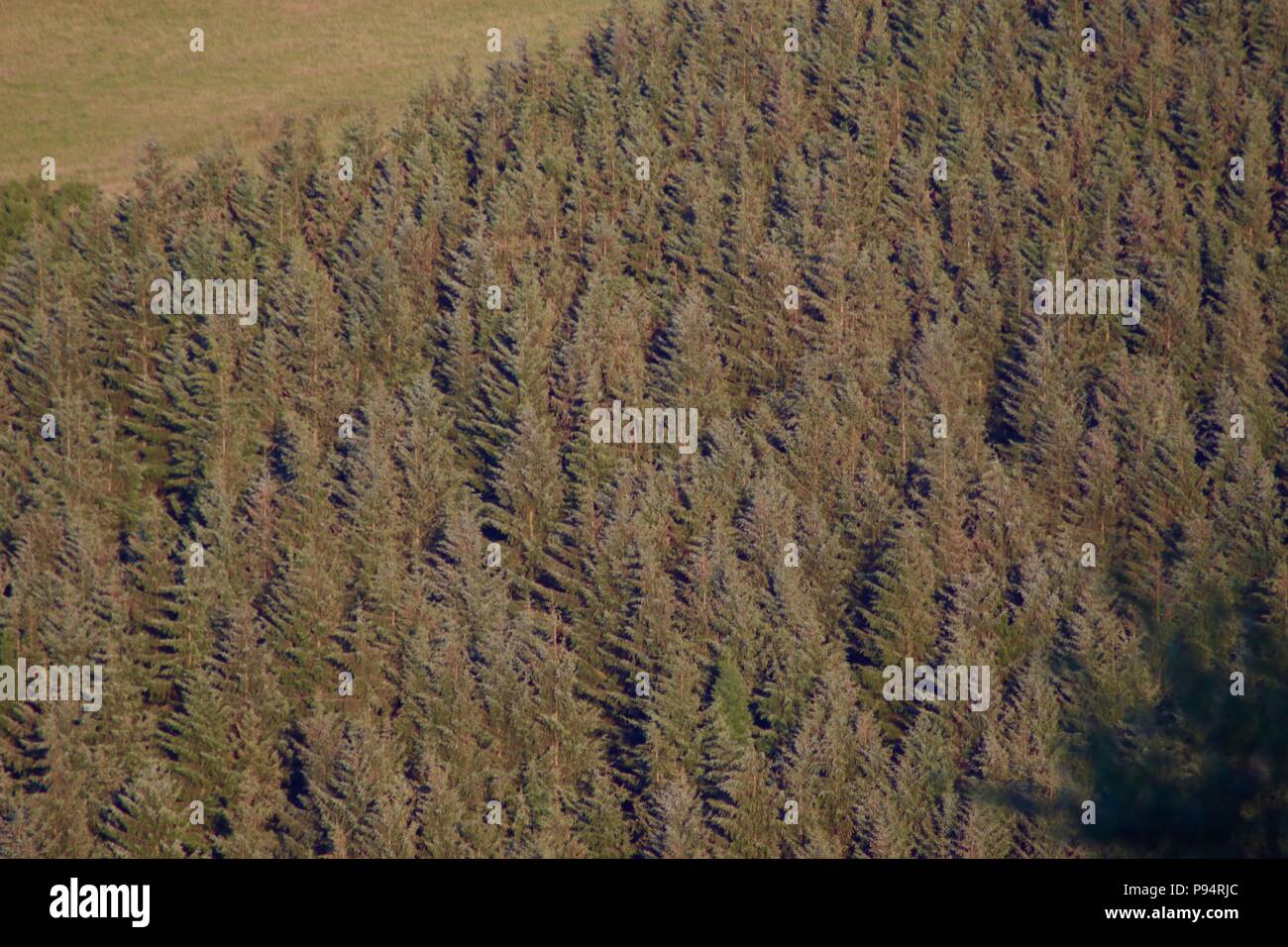 Abernethy forest canopy perth hi-res stock photography and images - Alamy