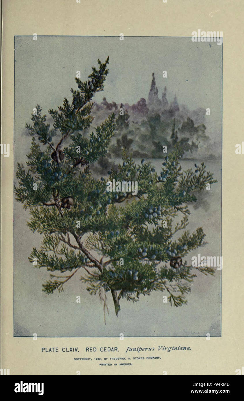 . A guide to the trees; New YorkF.A. Stokes[c1900] Stock Photo - Alamy