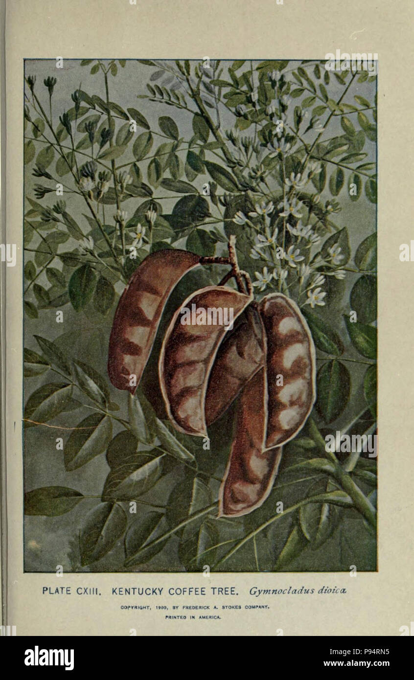 . A guide to the trees; New YorkF.A. Stokes[c1900] Stock Photo - Alamy