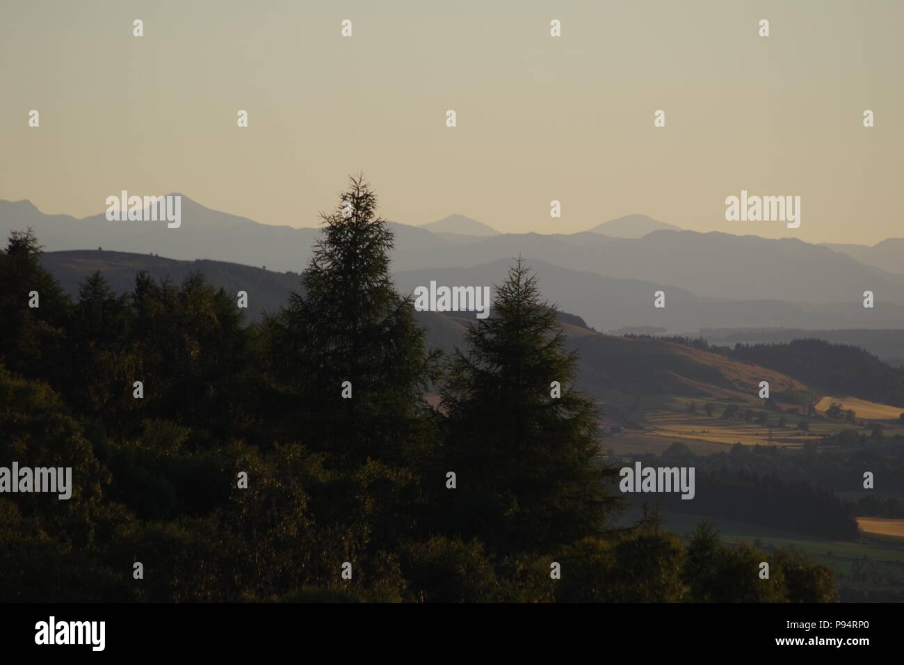Abernethy forest canopy perth hi-res stock photography and images - Alamy
