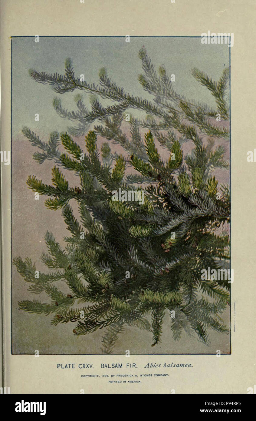 . A guide to the trees; New YorkF.A. Stokes[c1900] Stock Photo - Alamy