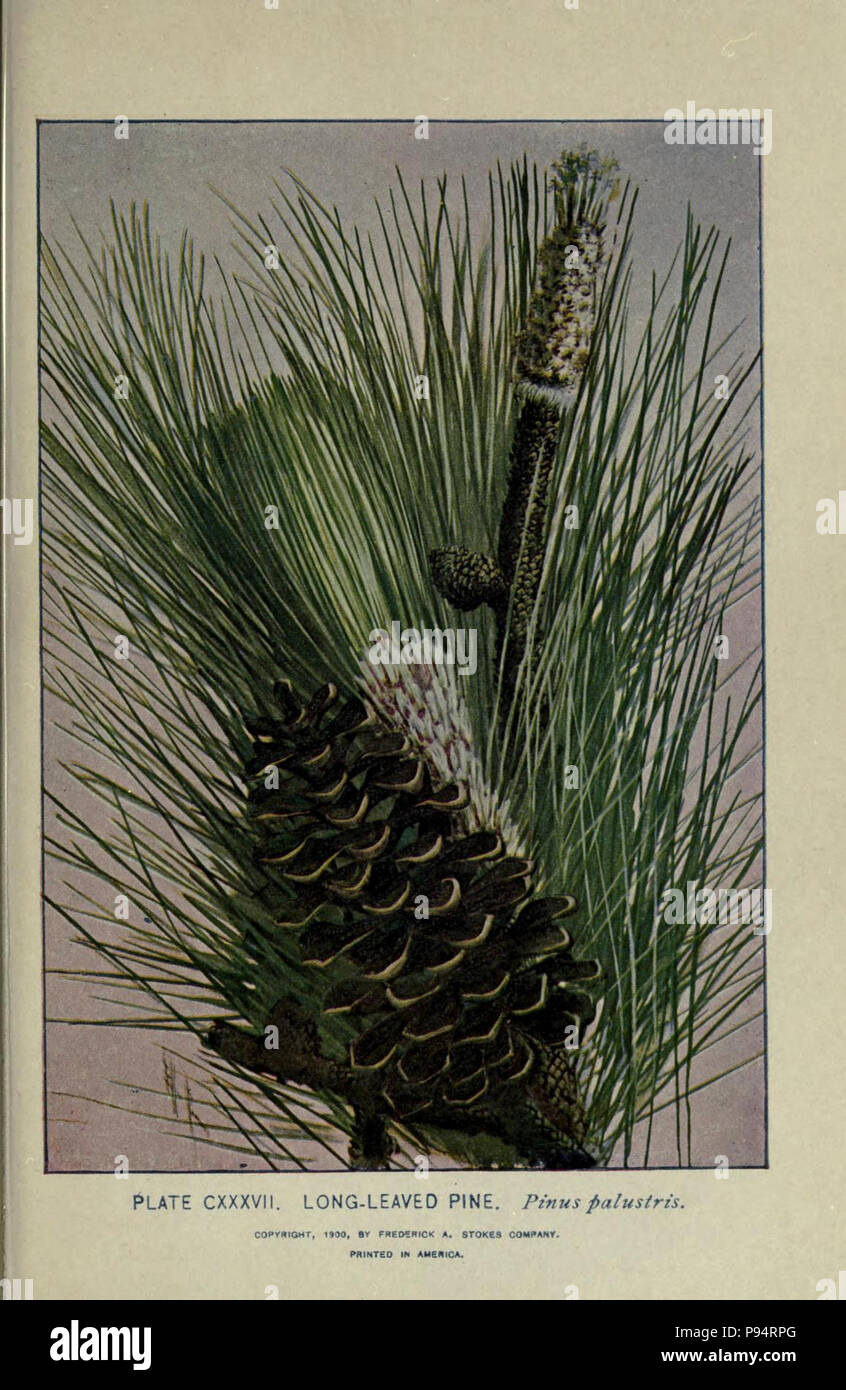 . A guide to the trees; New YorkF.A. Stokes[c1900] Stock Photo - Alamy