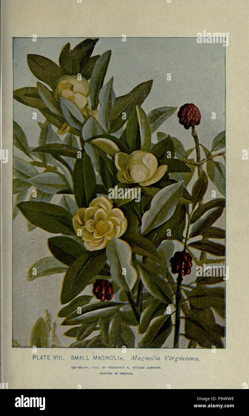 Stokes c1900 hi-res stock photography and images - Alamy