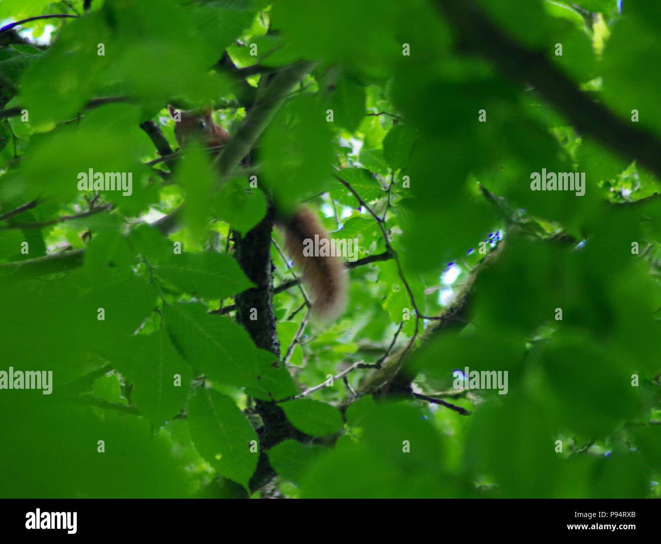 Red Squirrel (Scirus vulgaris) Perched atop a Beech Tree Peering ...