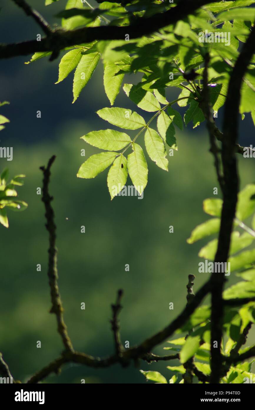 Backlit Pinnate Leaves of the Common Ash Tree (Fraxinus excelsior ...