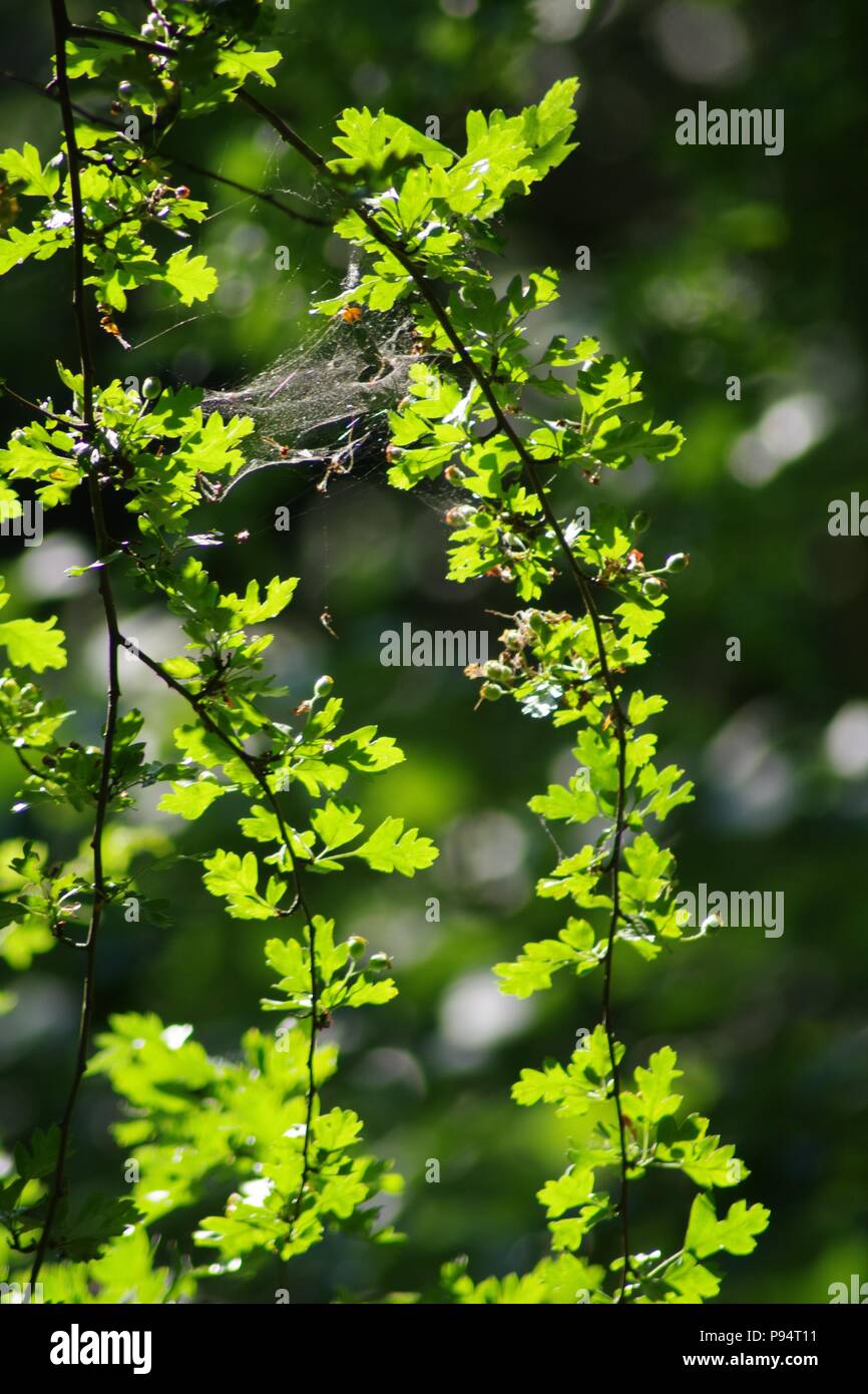 Elegant Backlit Hawthorn Leaves (Crataegus monogyna) In Decidious ...