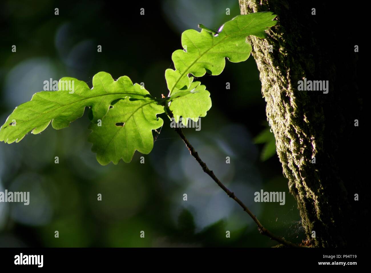 Four Backlit English Oak Tree Leaves (Quercus robur) in Abernethy Glen ...