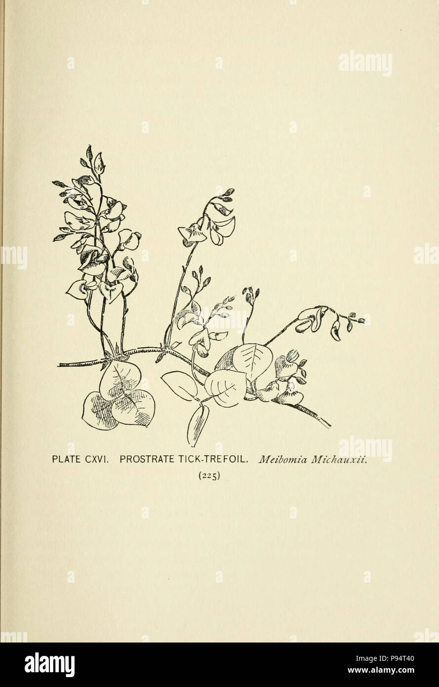 Plate 225 hi-res stock photography and images - Alamy